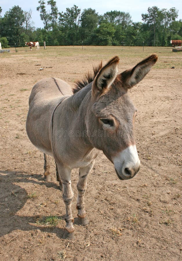 110+ Burro Free Stock Photos - StockFreeImages
