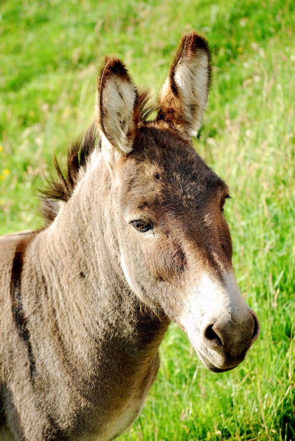 842 Burro Peludo Fotos - Libres de Derechos y Gratuitas de Dreamstime