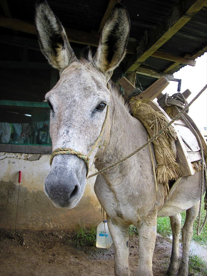 2,680 Burro En El Trabajo Fotos de stock - Fotos libres de regalías de ...