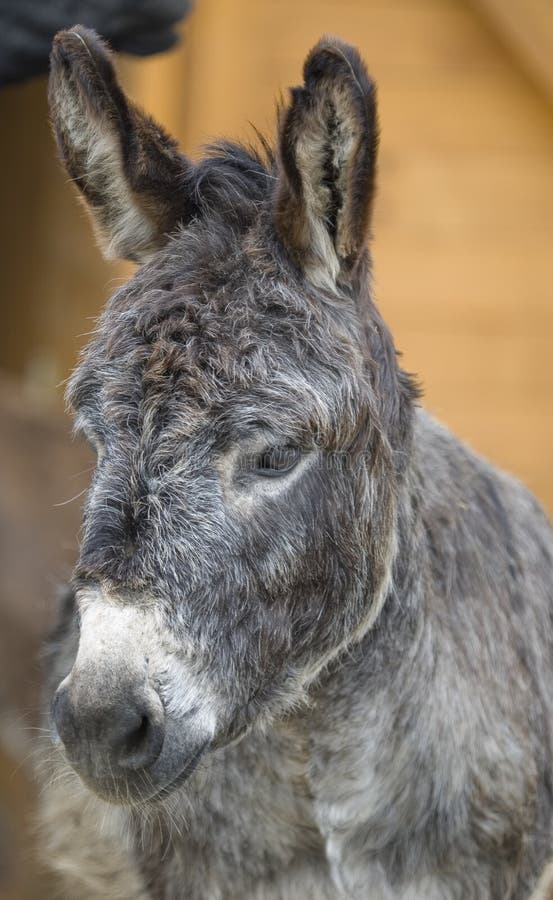 Burro stock image. Image of burro, contented, close, closeup - 13626229
