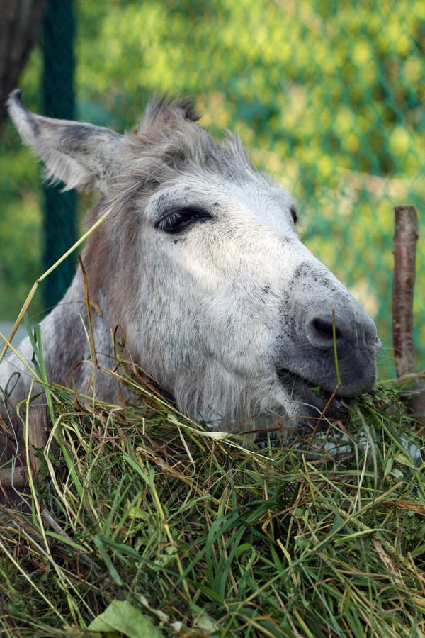 842 Burro Peludo Fotos - Libres de Derechos y Gratuitas de Dreamstime