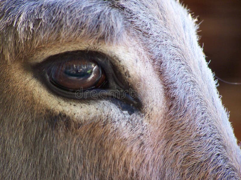 Ojos En La Cabeza De Un Burro En El Aire Abierto Foto de archivo ...