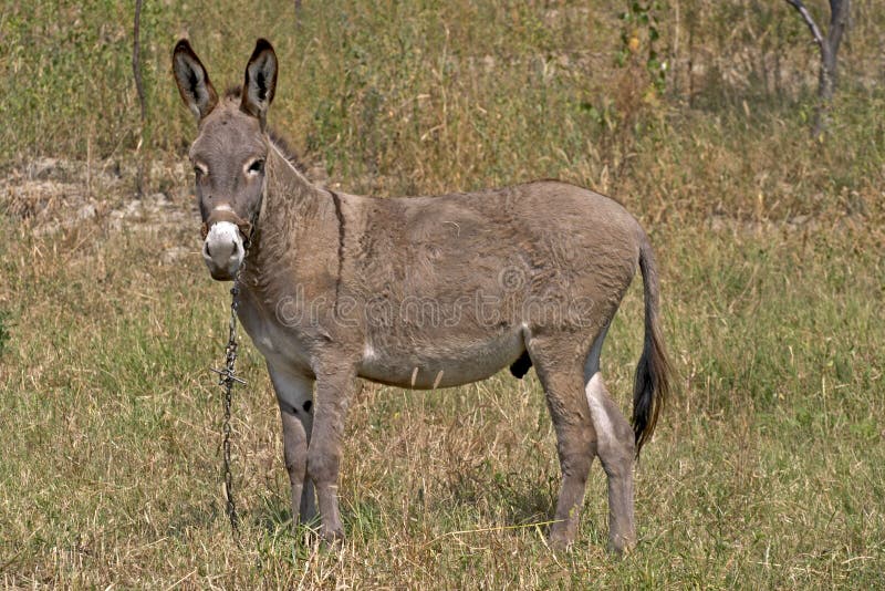 Burro imagen de archivo. Imagen de agricultura, granja - 17208723