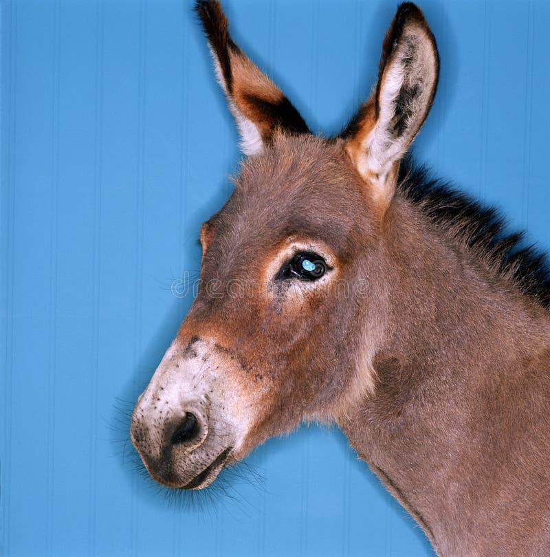 Burro foto de archivo. Imagen de doméstico, estudio, idea - 17380932