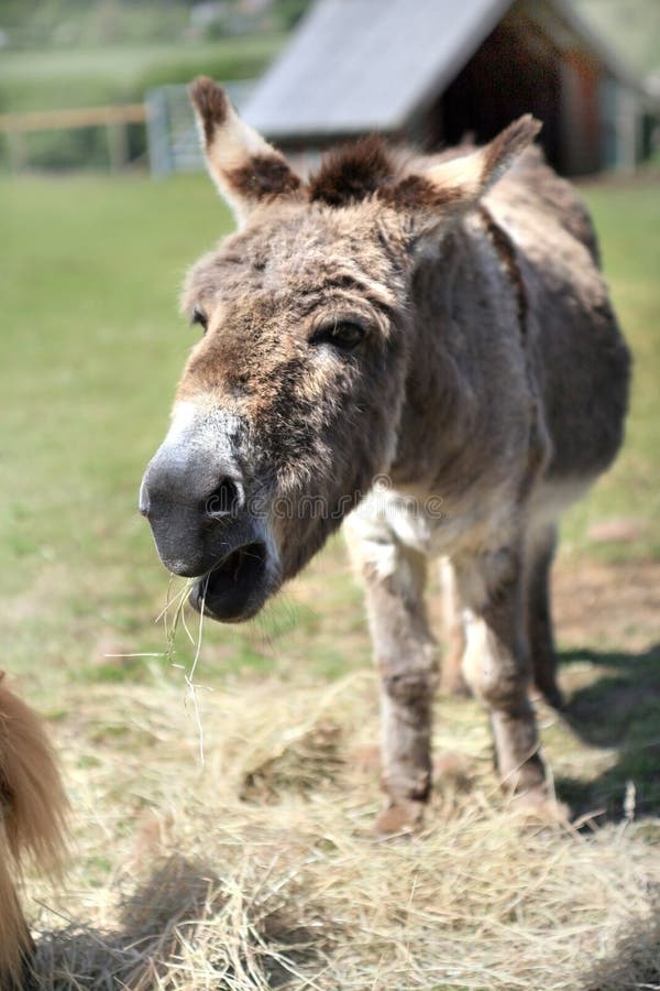 5,965 Burro Viejo Fotos de stock - Fotos libres de regalías de Dreamstime