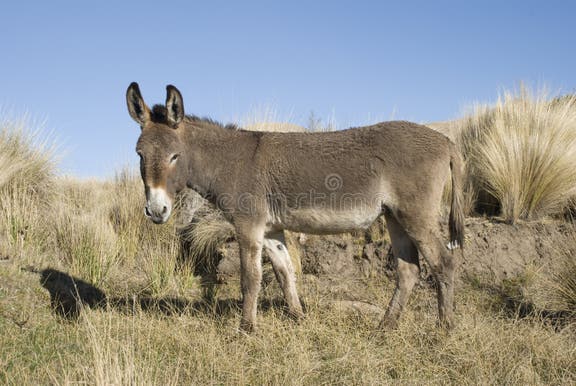 116 Burro De Plata Fotos de stock - Fotos libres de regalías de Dreamstime