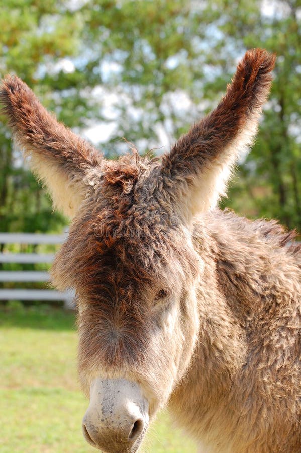 Burro foto de archivo. Imagen de hierba, piel, hermoso - 25844152