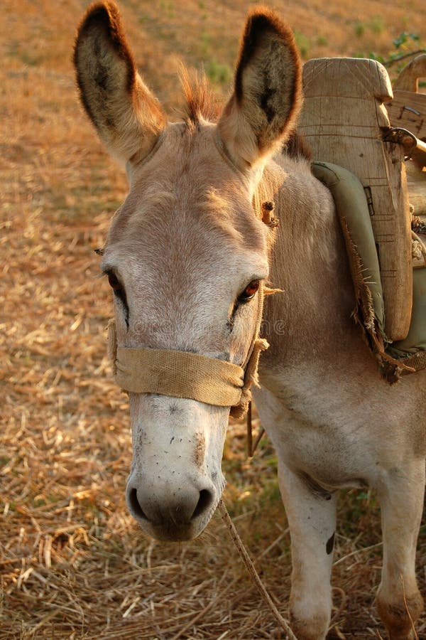 Burro imagen de archivo. Imagen de lindo, agricultura - 26508771