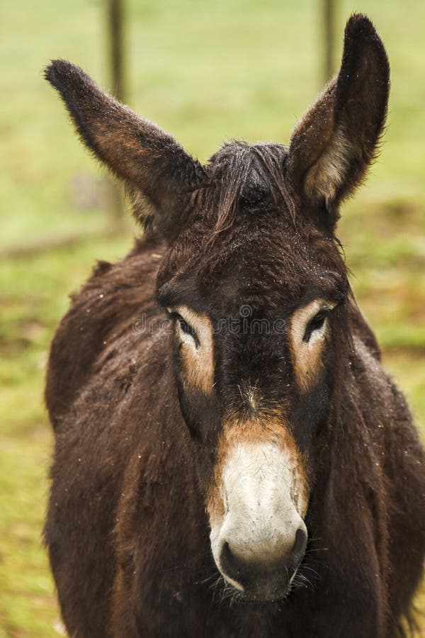 Burro foto de archivo. Imagen de frente, rural, animal - 27710298