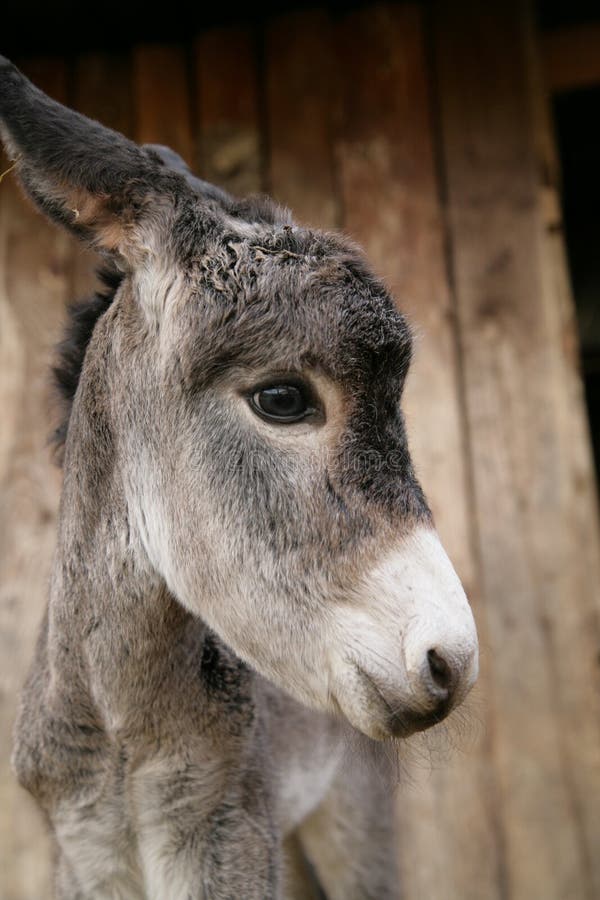 131 Burro Grande De La Boca Fotos de stock - Fotos libres de regalías ...