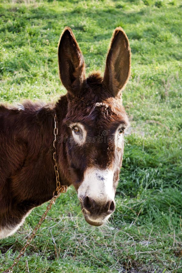 Burro que mastica la cerca imagen de archivo. Imagen de mascotas - 55517073