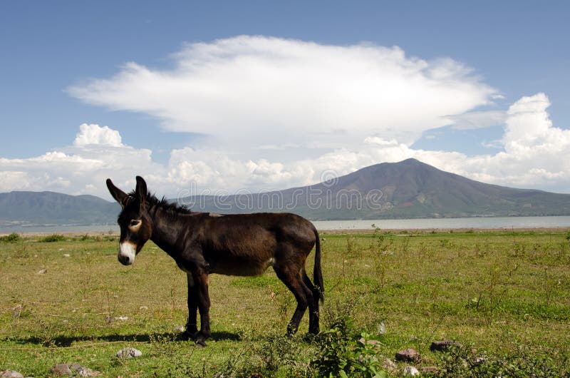 Burro imagen de archivo. Imagen de negro, valle, oscuro - 62646541
