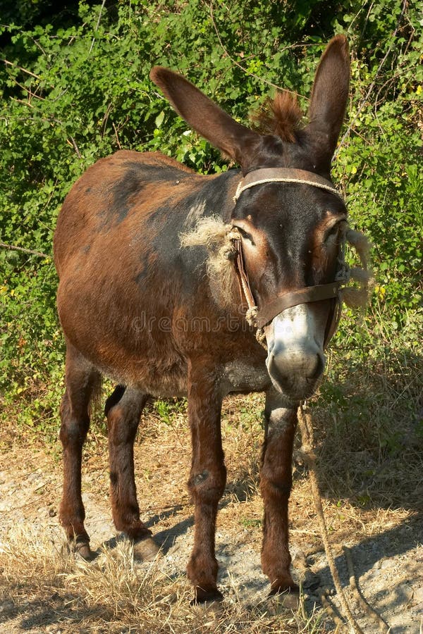 Burro foto de archivo. Imagen de burro, hierba, resbalar - 35628