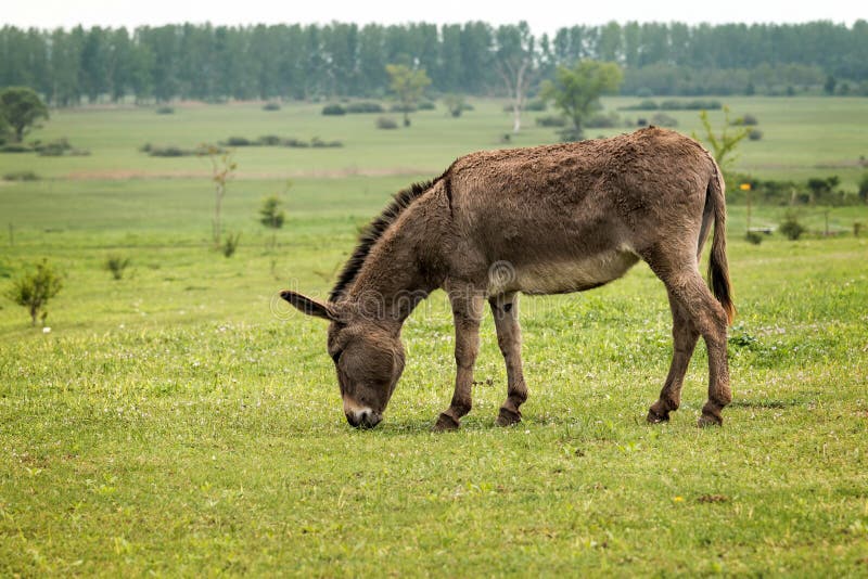 Burro En Miniatura Con Pasto En Una Pradera Imagen de archivo - Imagen ...
