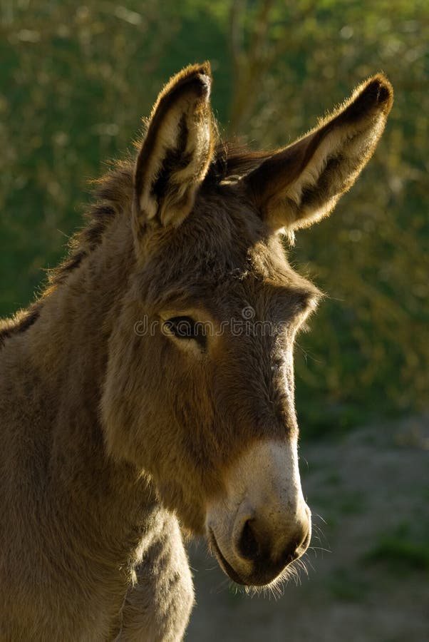 Burro imagen de archivo. Imagen de granja, cara, hierba - 4478367