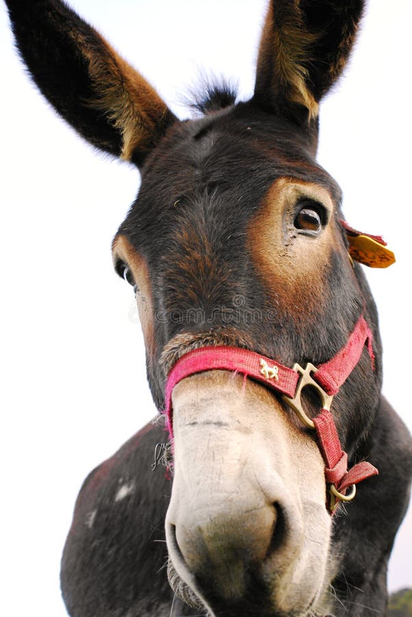 Burro imagen de archivo. Imagen de farmland, burro, dulce - 4792315