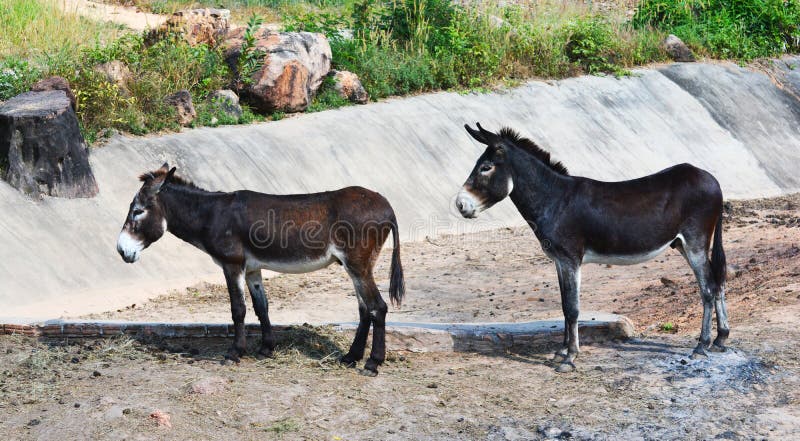 Burro Atado Fotos De Stock - Download 162 Fotos Libres de Derechos