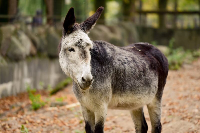 imágenes comunes del Burro Peludo - los derechos de la transferencia ...