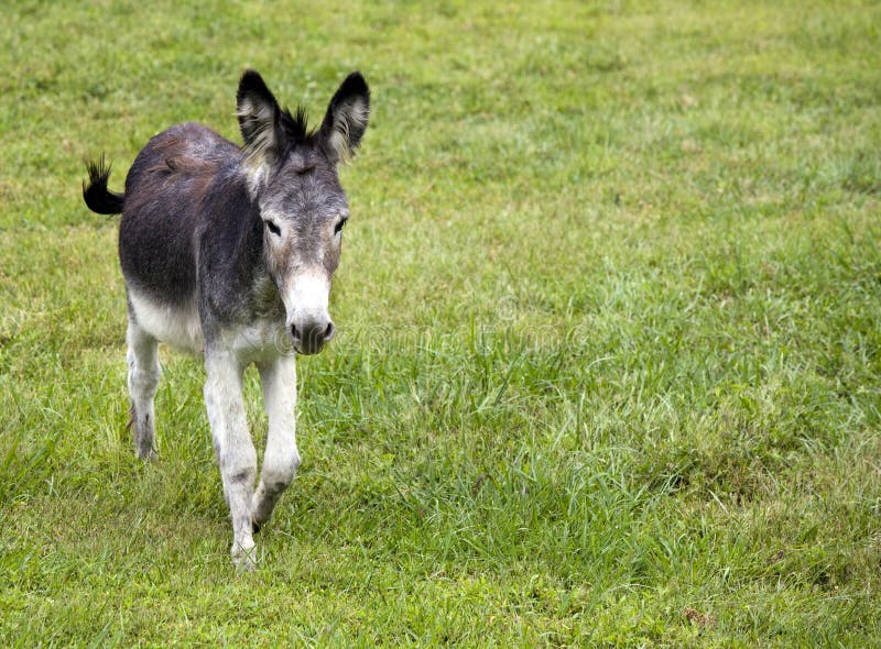Burro stock image. Image of mammal, burro, america, face - 6438339