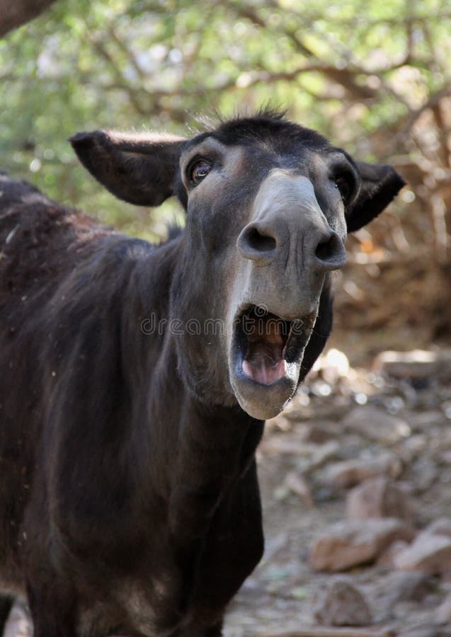 El rebuznar del burro imagen de archivo. Imagen de caballo - 123560651