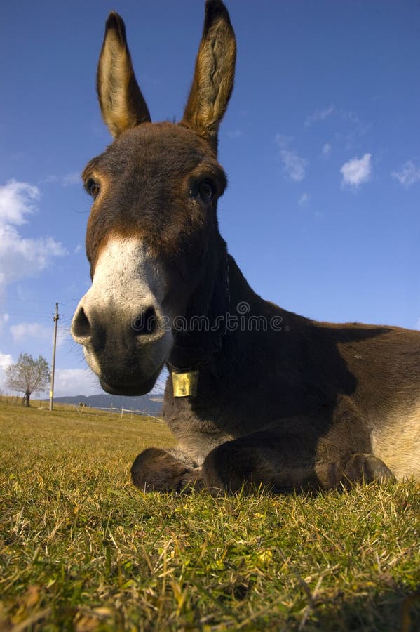 Burro imagen de archivo. Imagen de transporte, afuera - 7090501