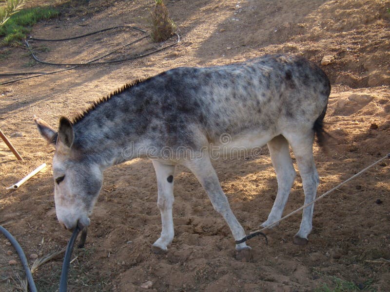 Burro Picture. Image: 91772417