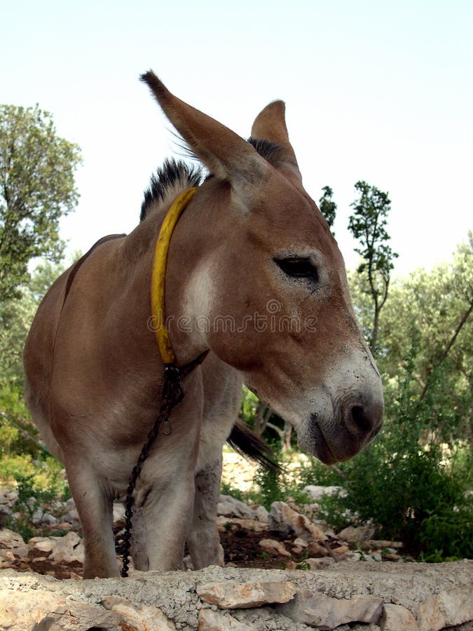 BURRO stock photo. Image of pasture, outdoors, female, nature - 938050