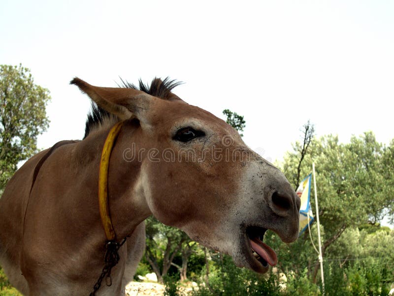 BURRO stock photo. Image of details, pasture, donkey, farm - 938056