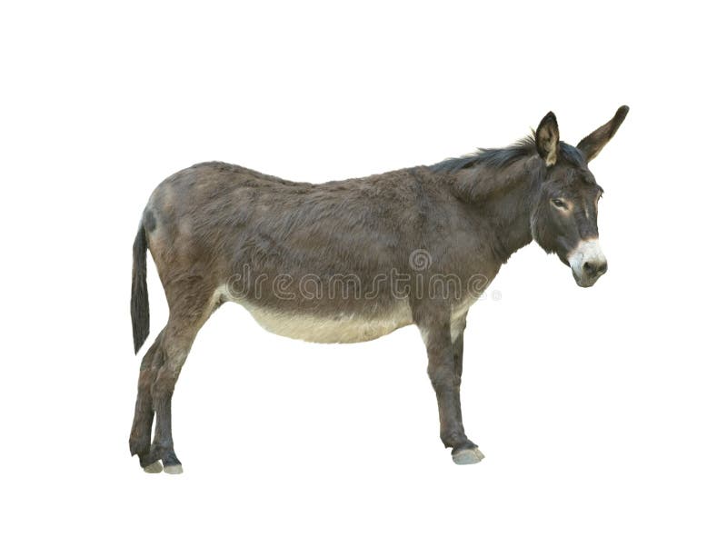 Burro Aislado En Fondo Blanco Foto de archivo - Imagen de problema ...