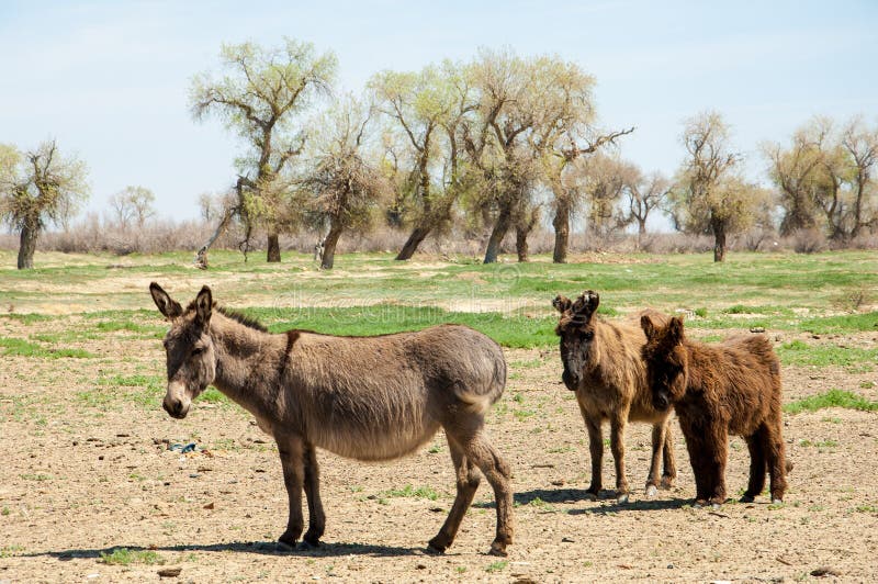 Burro, Asno, Zopenco, Cabra, Moke, Neddy, Burro, Neddy Foto de archivo ...