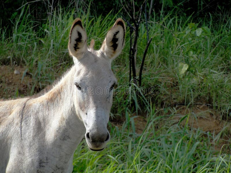 Un burro blanco grande foto de archivo. Imagen de blanco - 125093116
