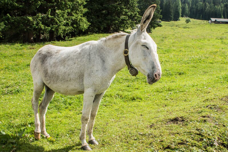 8,522 Burro Blanco Fotos - Libres de Derechos y Gratuitas de Dreamstime