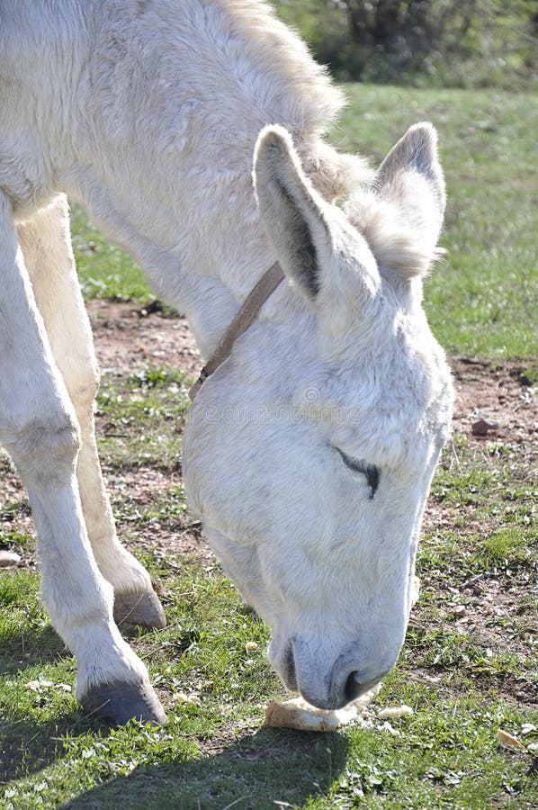 Burro blanco foto de archivo. Imagen de blanco, burro - 4489566