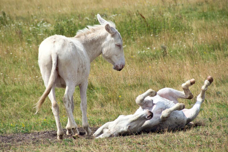 8,522 Burro Blanco Fotos - Libres de Derechos y Gratuitas de Dreamstime