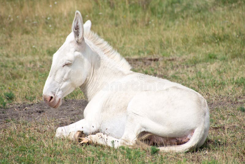 8,522 Burro Blanco Fotos - Libres de Derechos y Gratuitas de Dreamstime