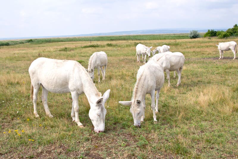 Burro blanco foto de archivo. Imagen de viaje, vacaciones - 66399864