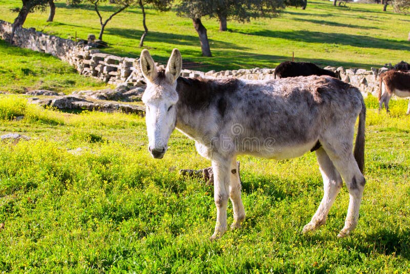 Un Burro Joven En Un Campo Fotos De Stock - Download 628 Fotos Libres ...