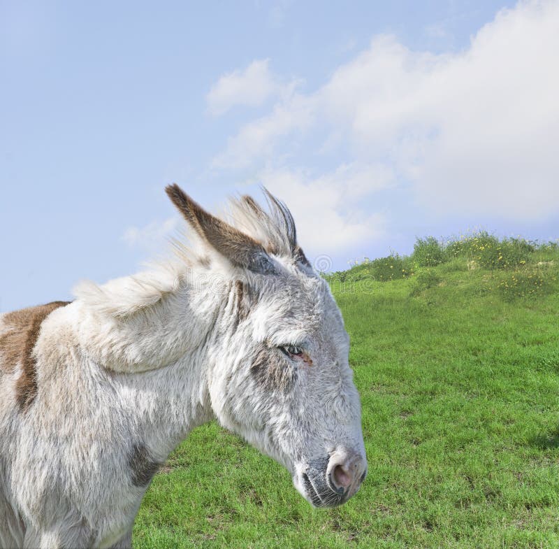 Burro Blanco En Un Prado Hermoso Foto de archivo - Imagen de asoleado ...