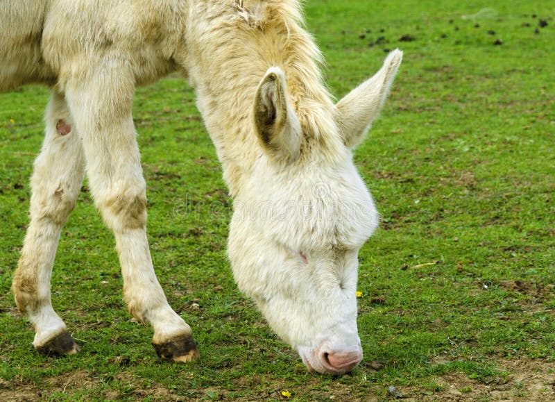 Mentira blanca del burro imagen de archivo. Imagen de blanco - 78368345