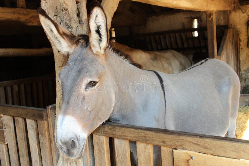Burro Cotentin En Su Establo Imagen de archivo - Imagen de estable ...