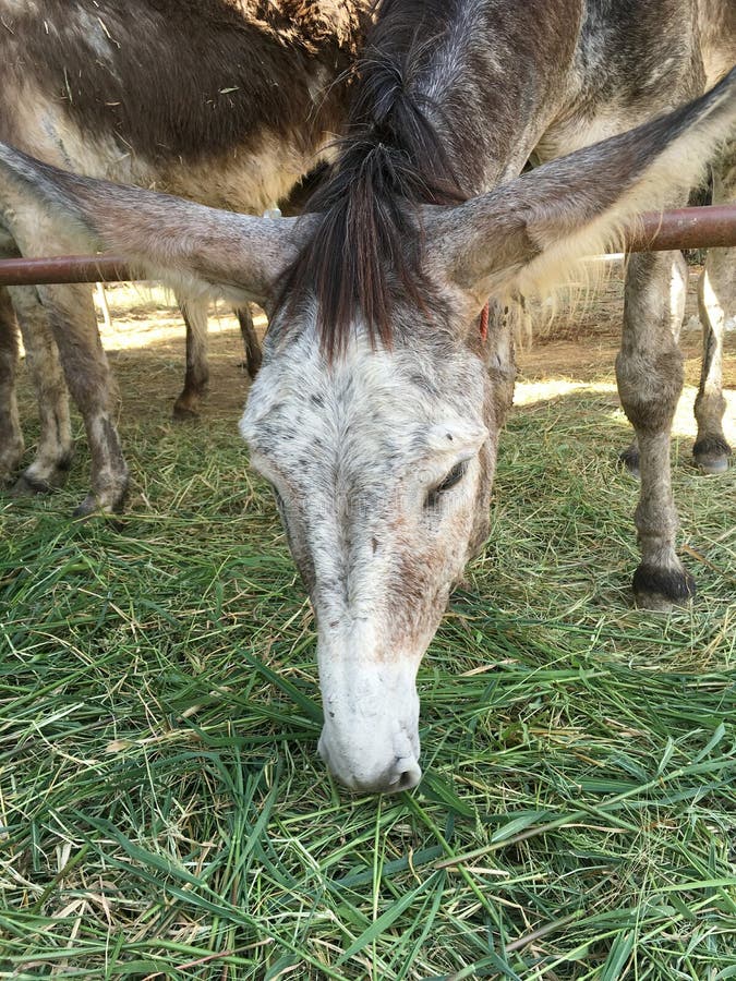 Burro in country farm stock image. Image of grass, domestic - 260484251
