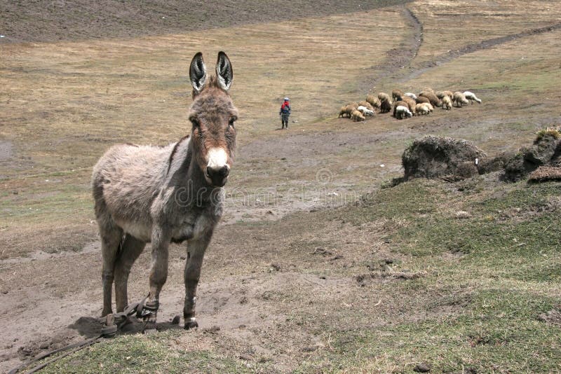 Burro Curioso Imagen. Imagen: 5102391