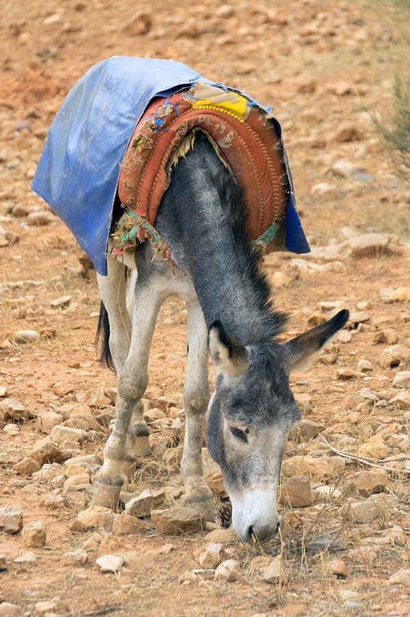 Burro De La Carga Que Busca La Comida En Desierto Imagen de archivo ...