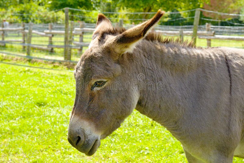 imágenes comunes del Burro En La Granja - los derechos de la ...