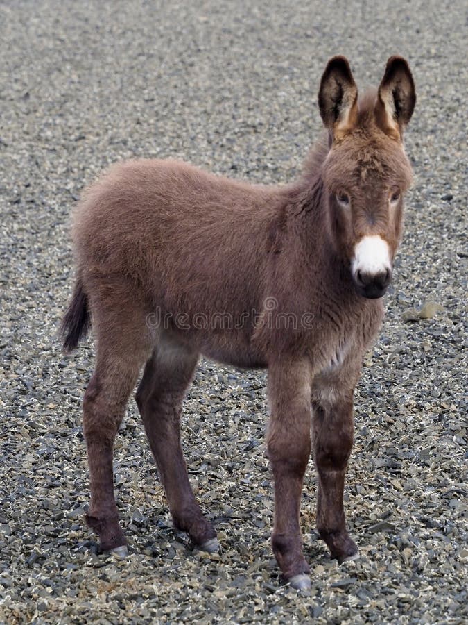 Potro del burro del bebé foto de archivo. Imagen de salto - 45914598