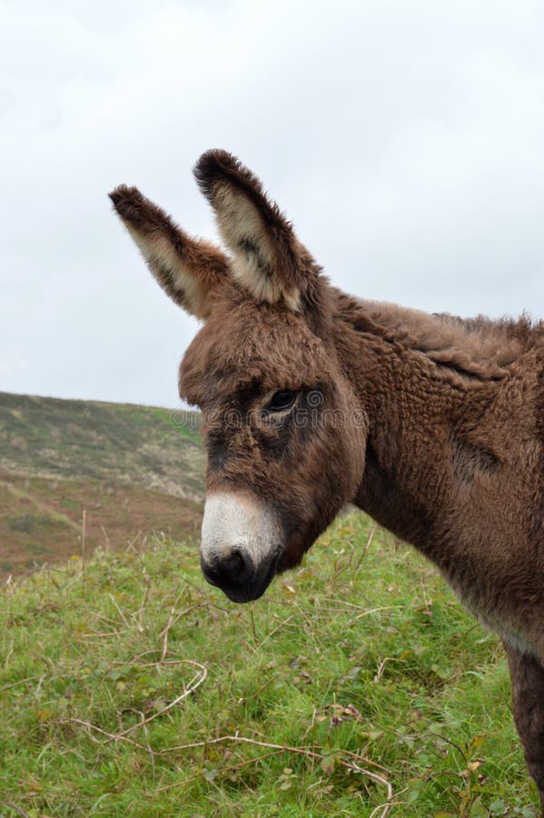 Burro del bebé foto de archivo. Imagen de burros, bebé - 42666574
