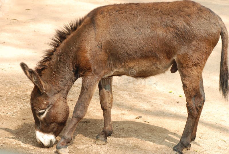 Burro del caballo foto de archivo. Imagen de granja, hermoso - 13569710