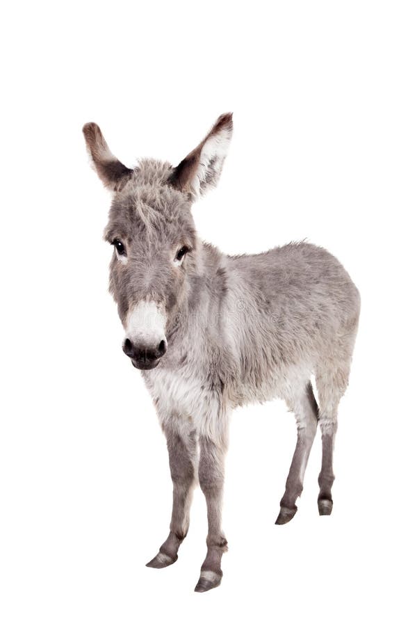 Burro en blanco imagen de archivo. Imagen de herbivoro - 39643291