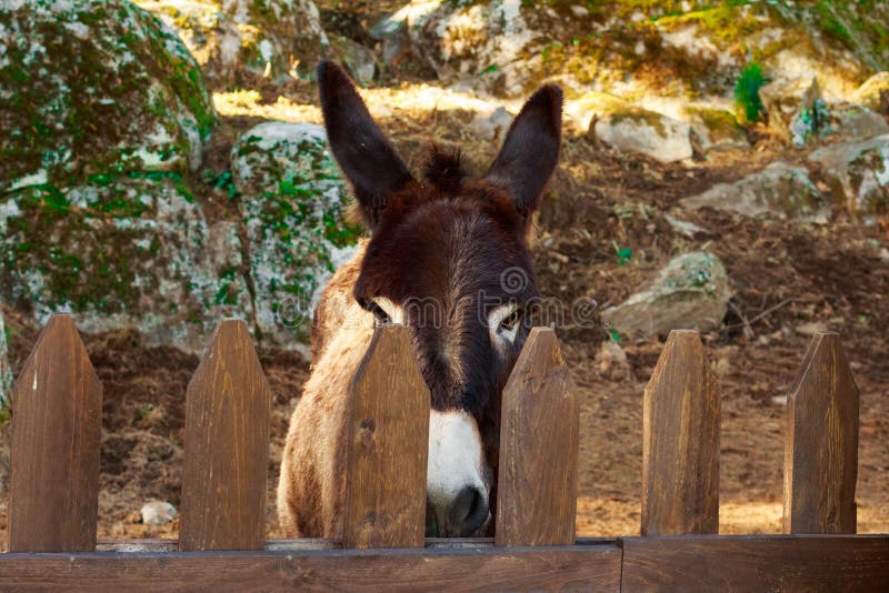 Burro en corral foto de archivo. Imagen de travieso - 134225222