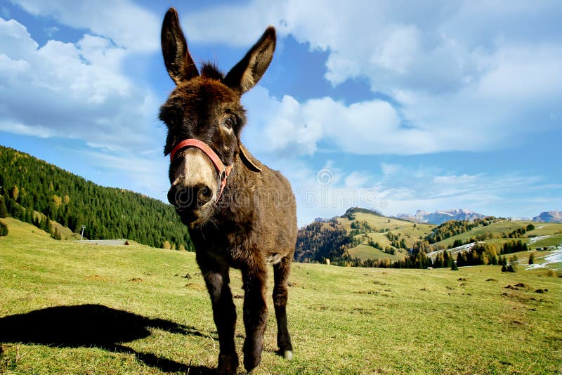 Burro en el campo imagen de archivo. Imagen de retrato - 50174113
